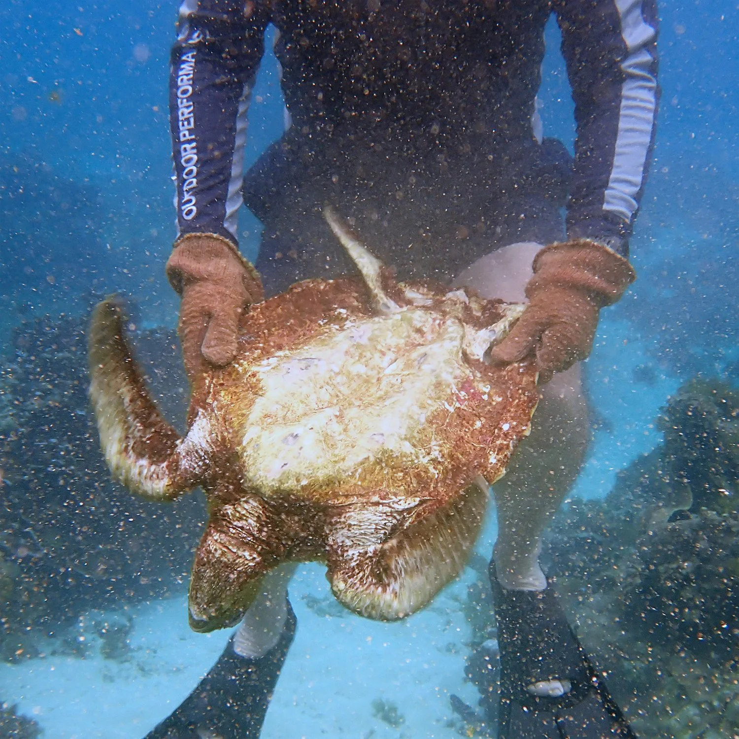 #OperationDoris – green sea turtle rescue — Norfolk Island's Reef