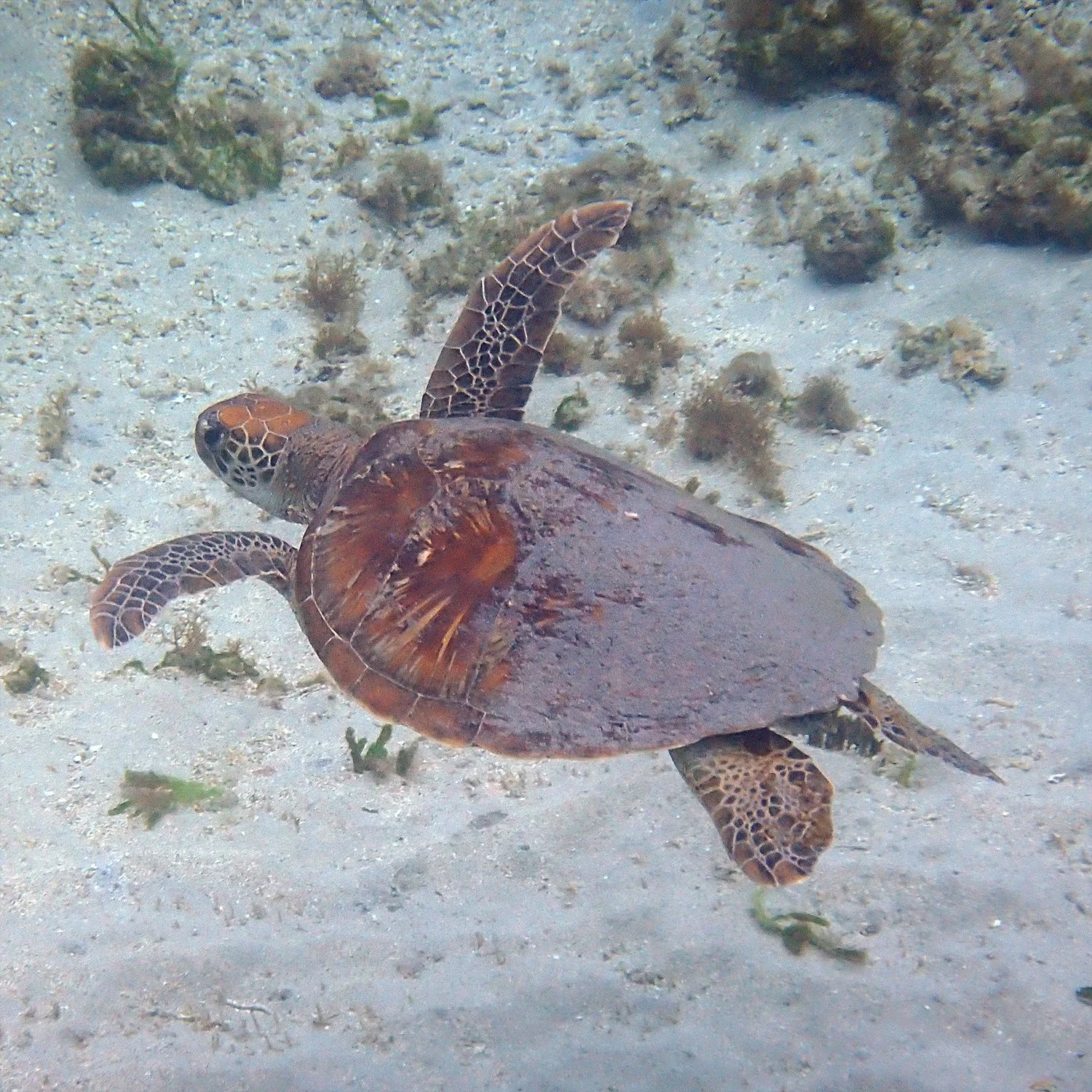 #OperationDoris – green sea turtle rescue — Norfolk Island's Reef