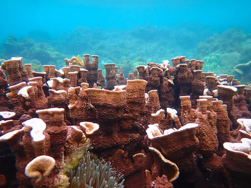 Norfolk Island's Reef