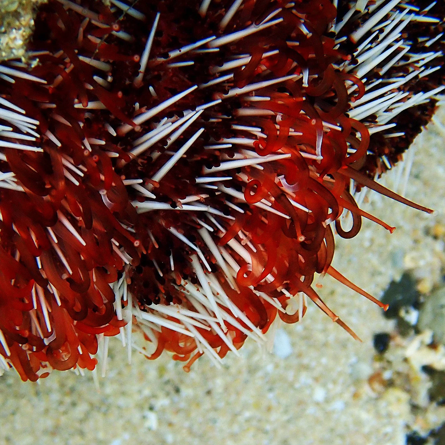 Norfolk Island's Sea Urchins and Sea Cucumbers