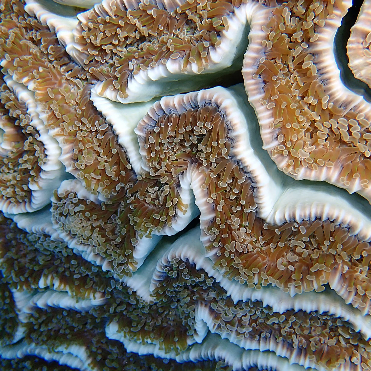 Florida Coral Identification Guide at Regena Rudolph blog
