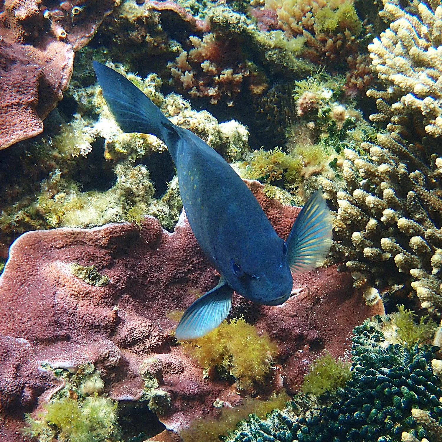 Norfolk Island's Reef Fish