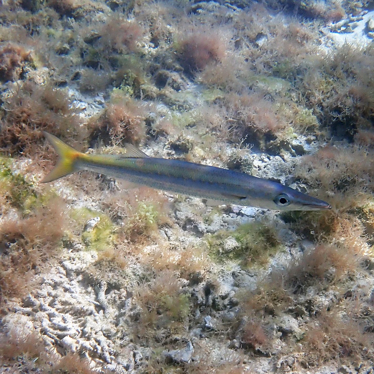 Norfolk Island's Reef Fish