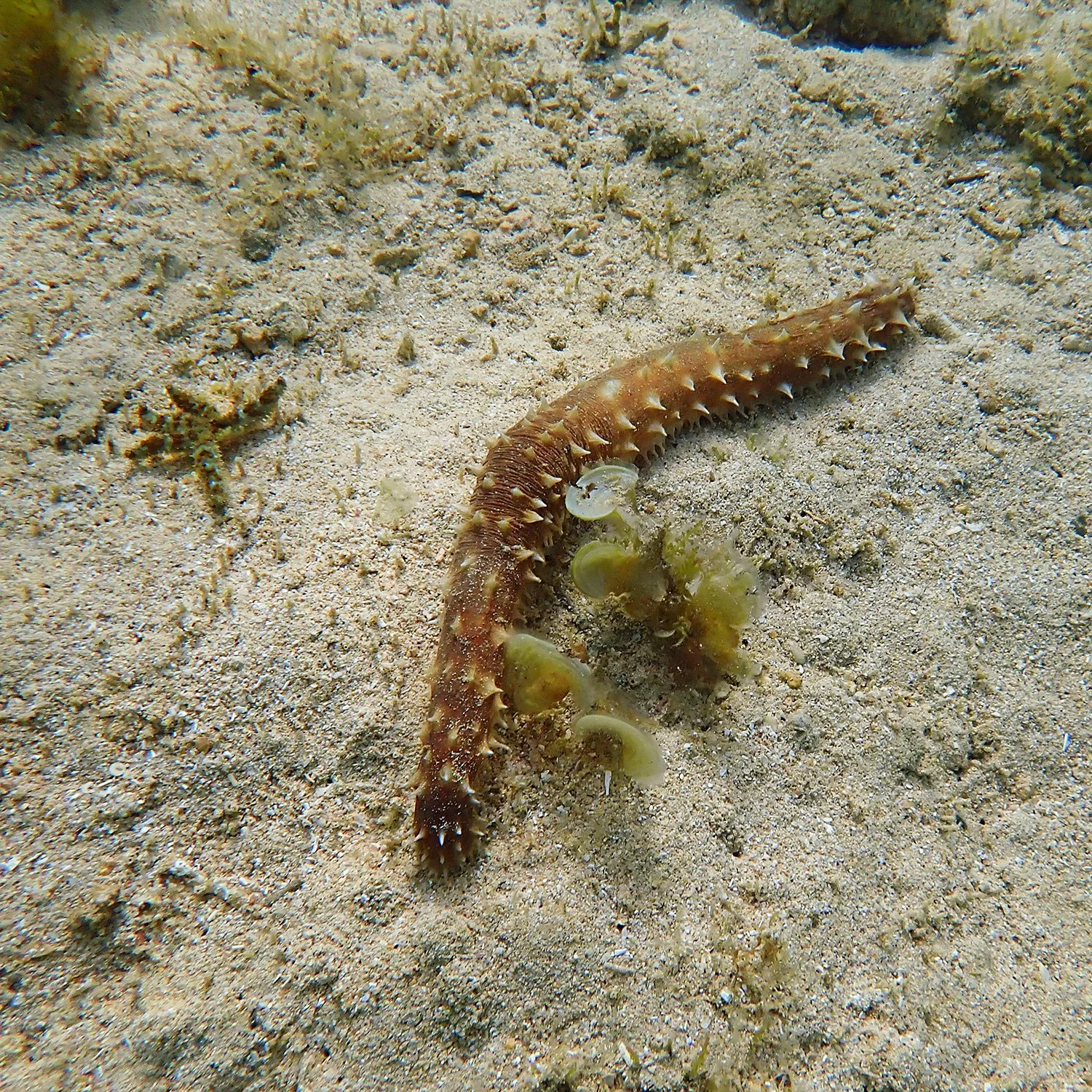 Norfolk Island's Sea Urchins and Sea Cucumbers