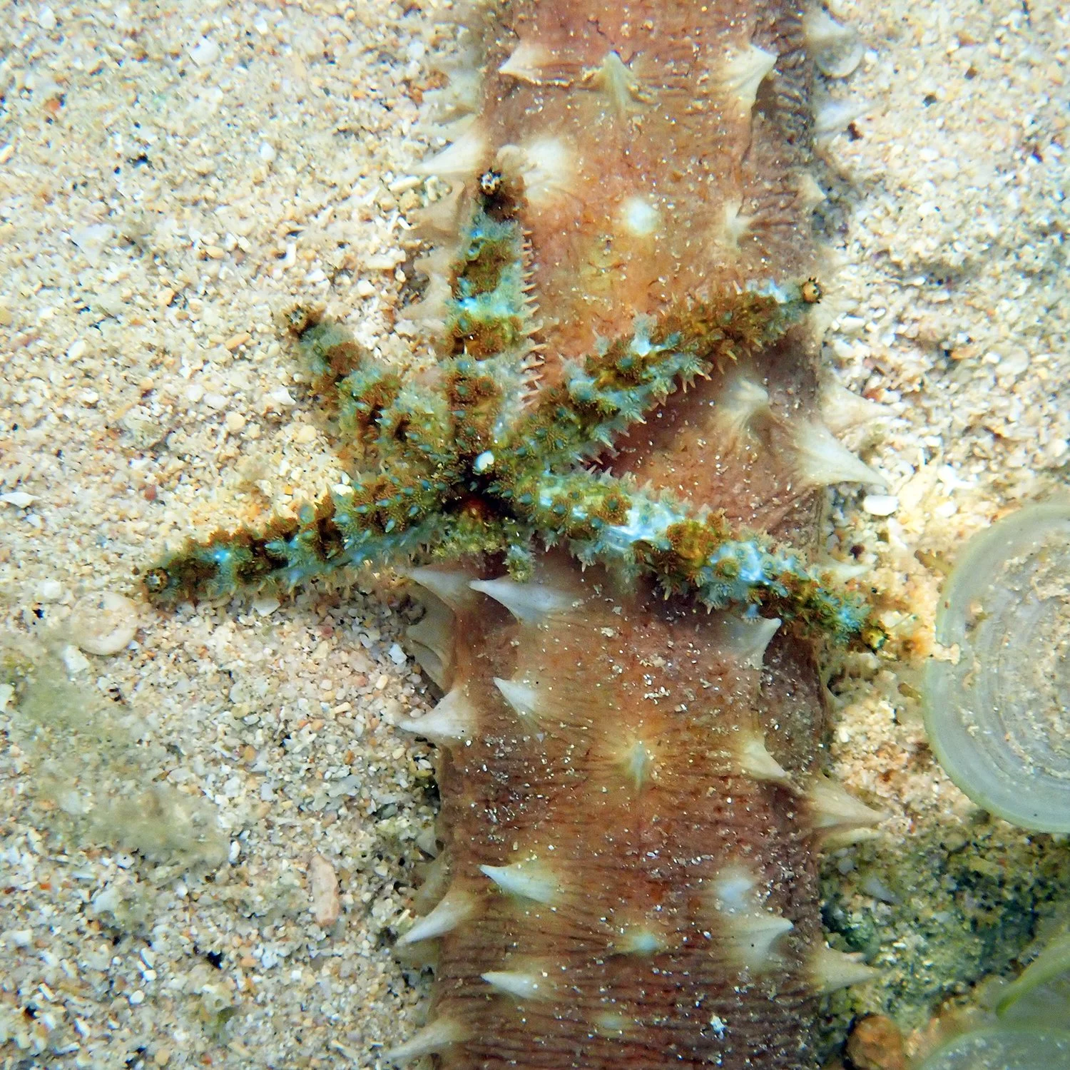 Norfolk Island's Sea Urchins and Sea Cucumbers