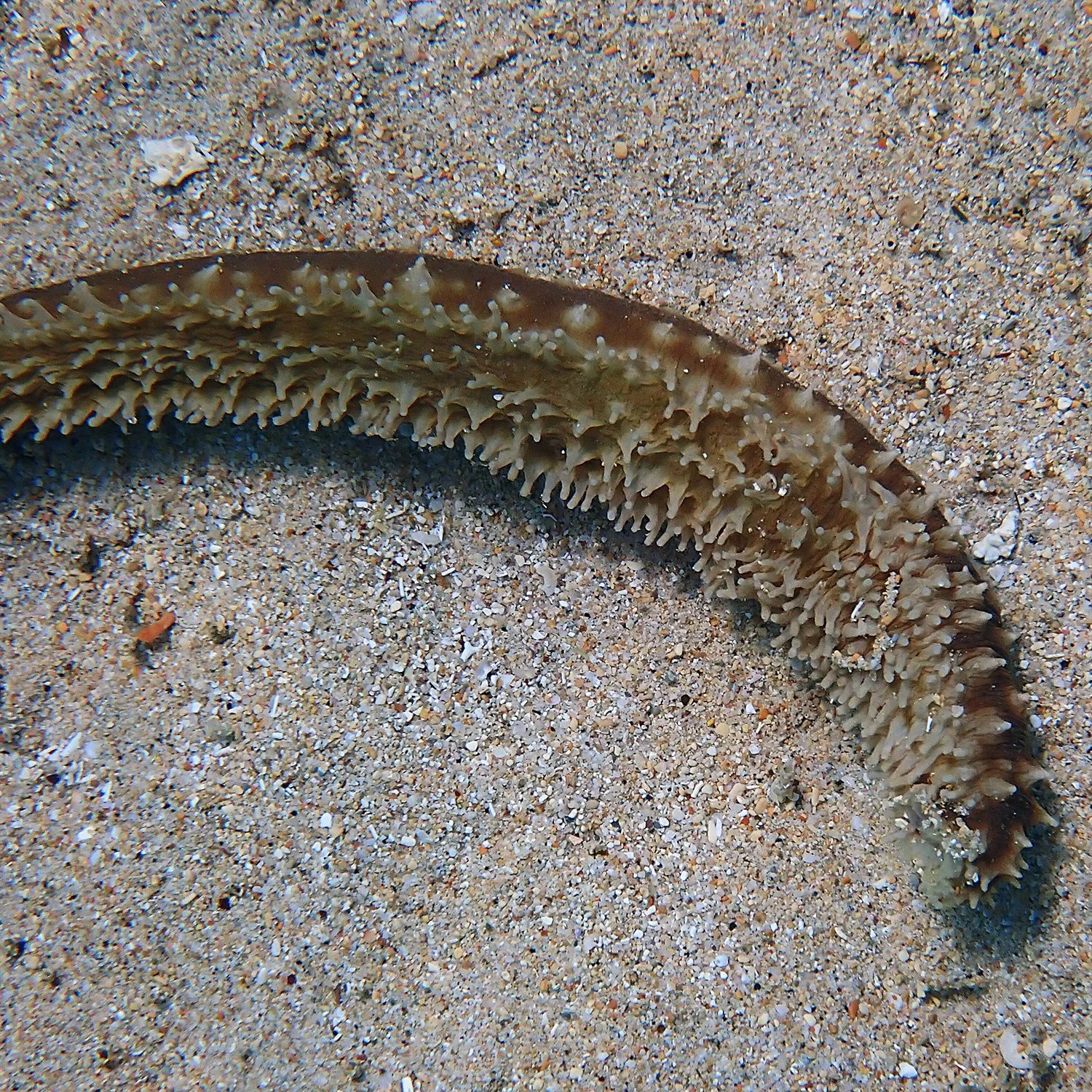 Norfolk Island's Sea Urchins and Sea Cucumbers
