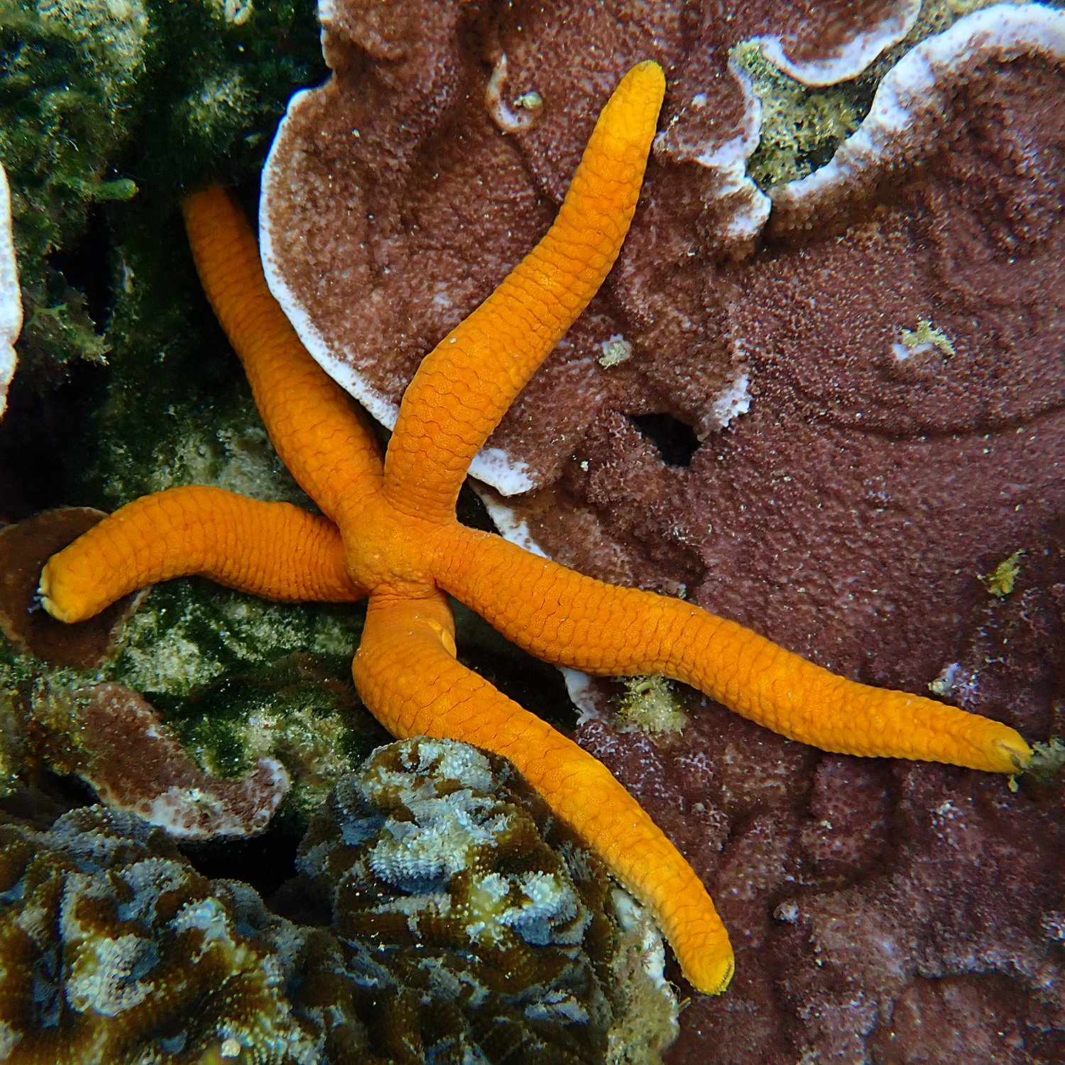 Norfolk Island's Sea stars