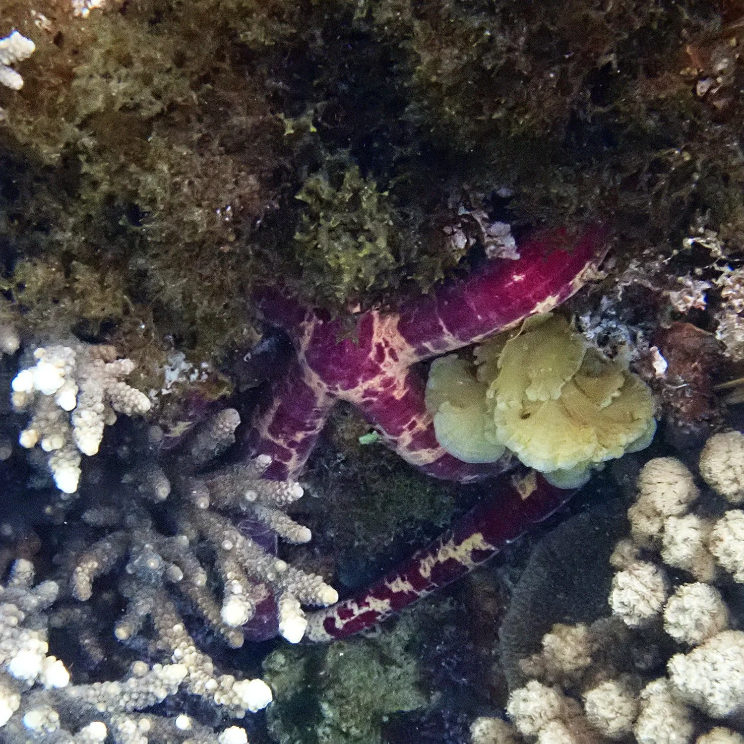 Norfolk Island's Sea stars