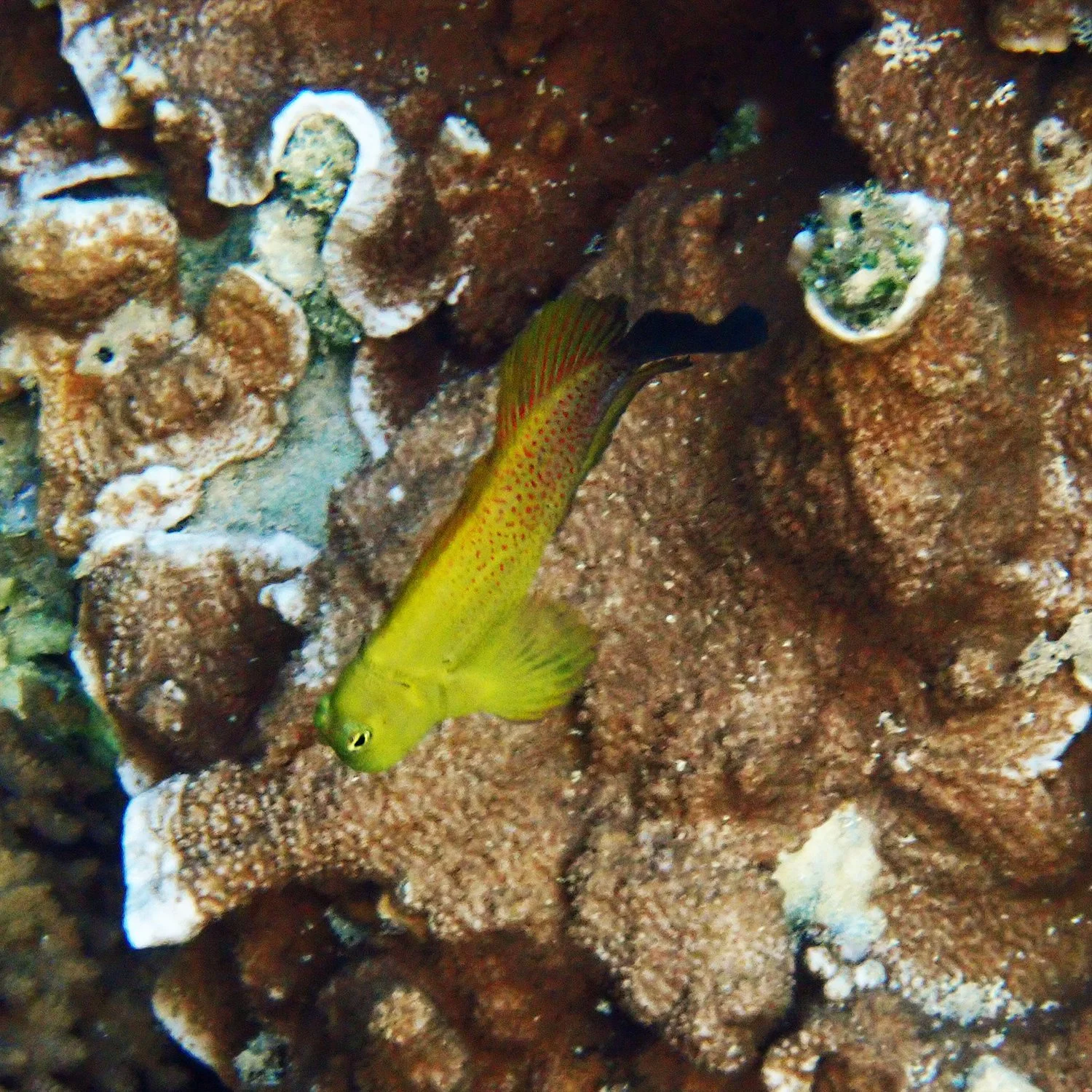 Norfolk Island's Reef Fish