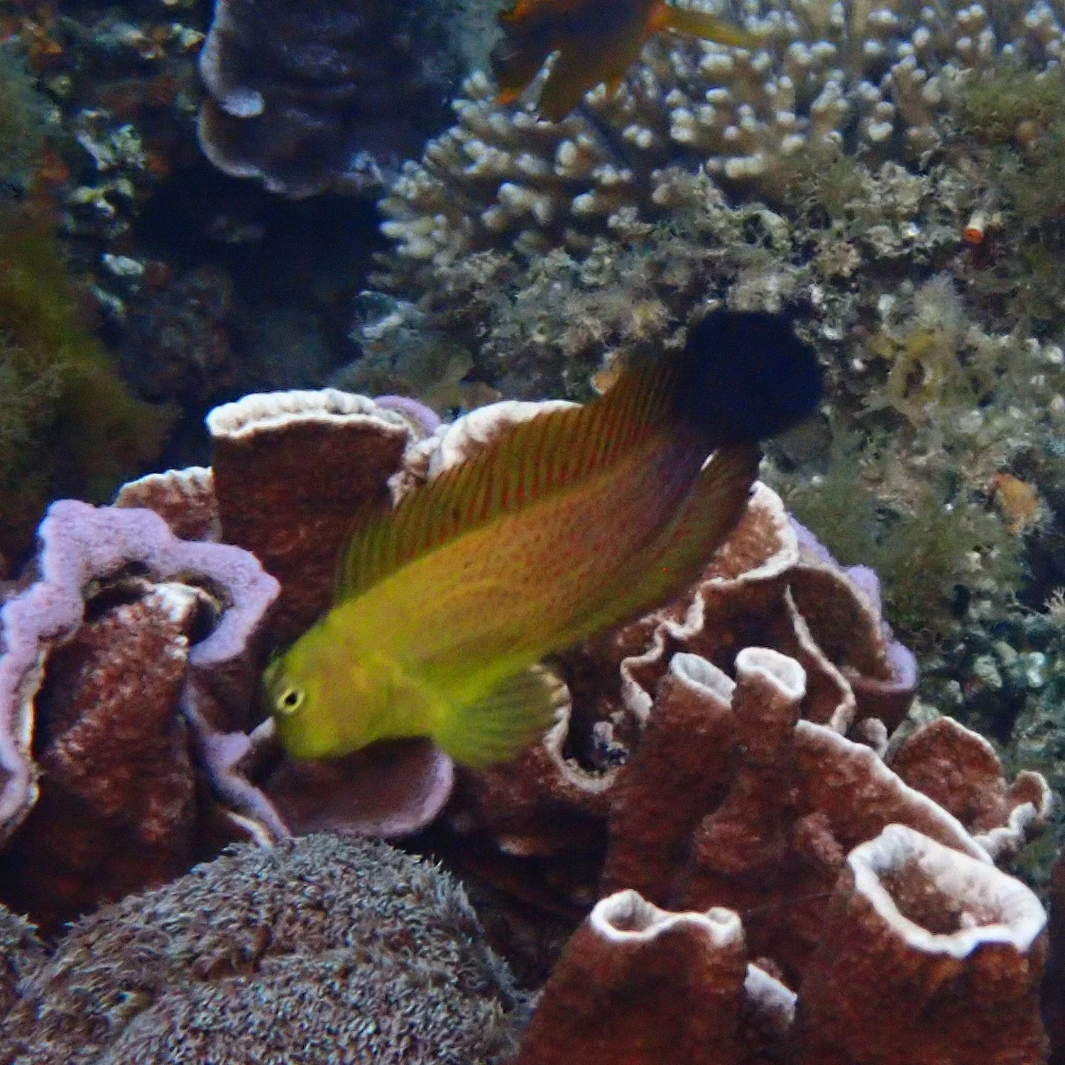 Norfolk Island's Reef Fish