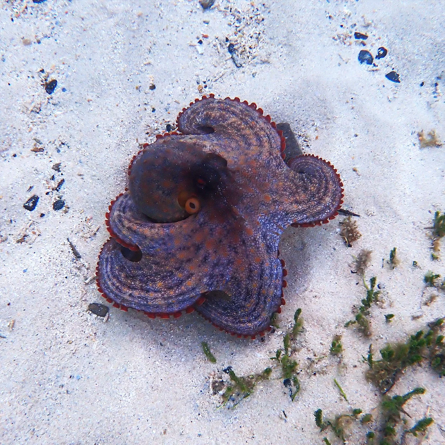 Beneath the waves in Emily Bay, Norfolk Island — Norfolk Island's Reef