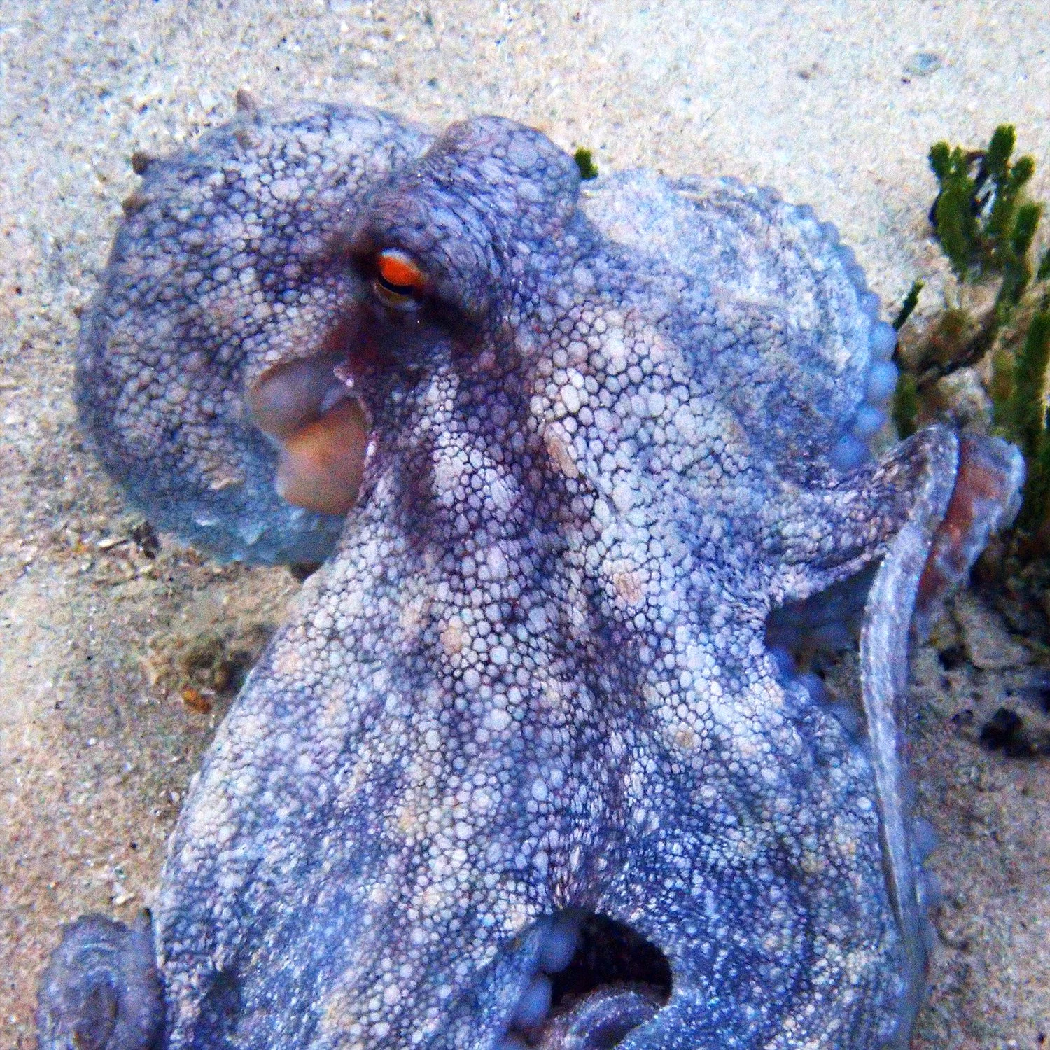 Beneath the waves in Emily Bay, Norfolk Island — Norfolk Island's Reef