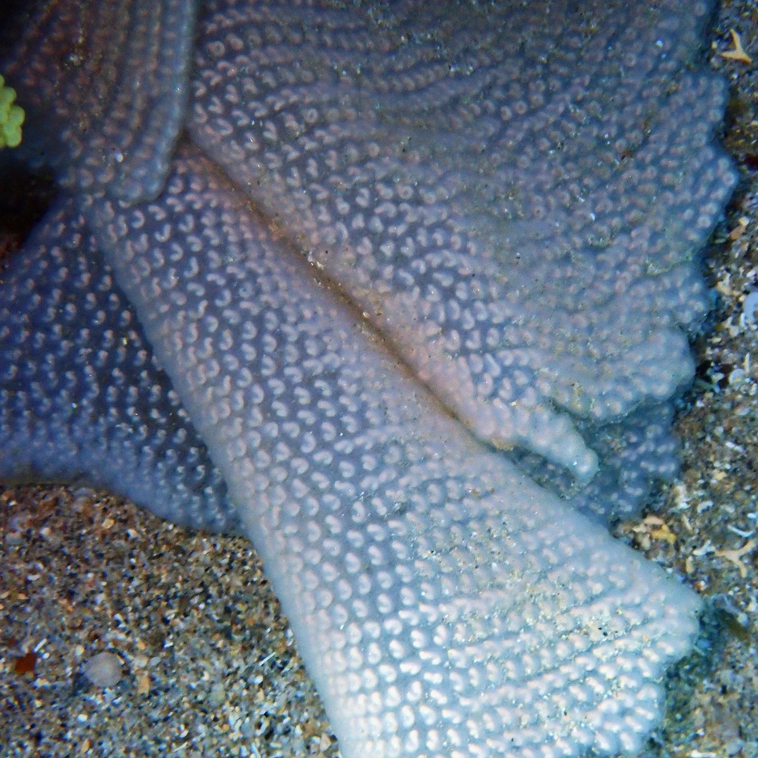 The black-mouthed tun snail – diary of an egg mass — Norfolk Island's Reef