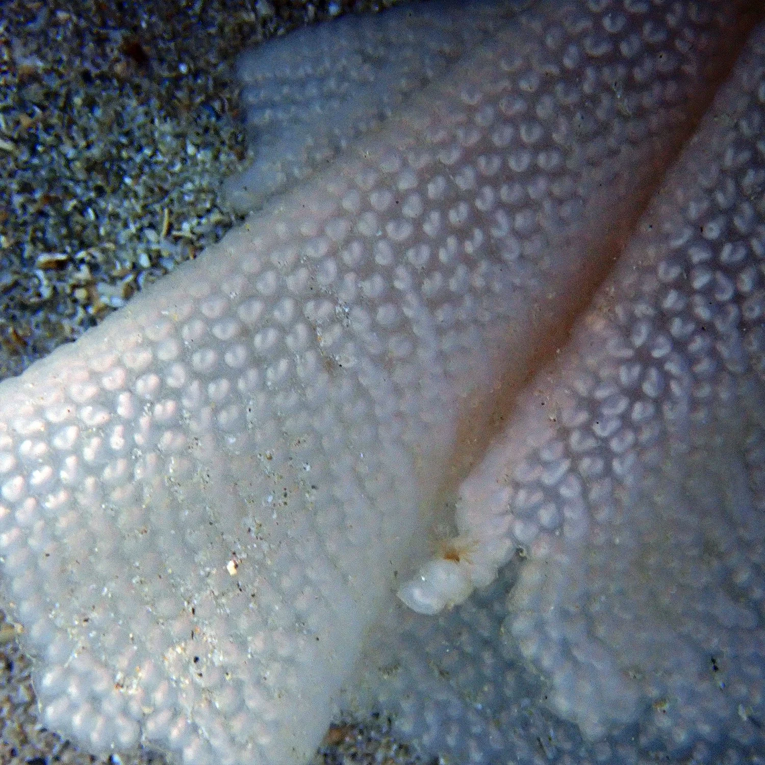 The black-mouthed tun snail – diary of an egg mass — Norfolk Island's Reef