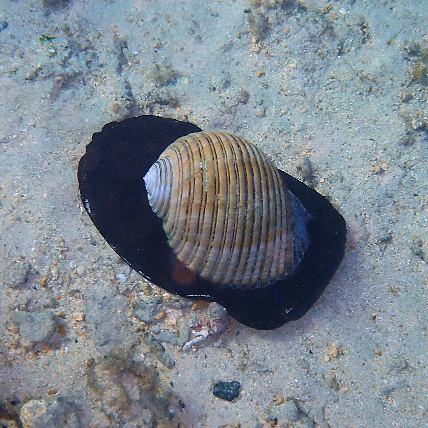 The black-mouthed tun snail – diary of an egg mass — Norfolk Island's Reef