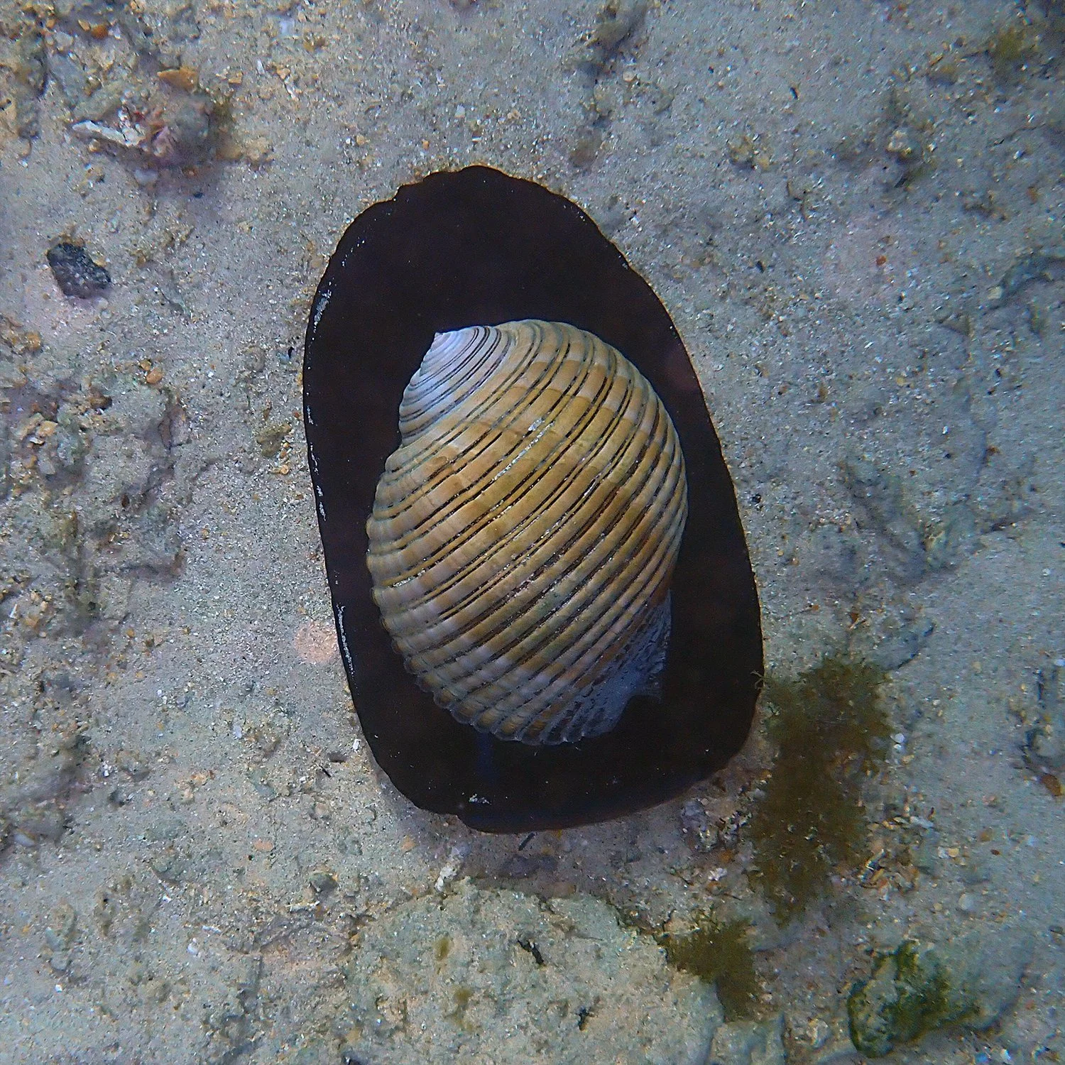 The black-mouthed tun snail – diary of an egg mass — Norfolk Island's Reef
