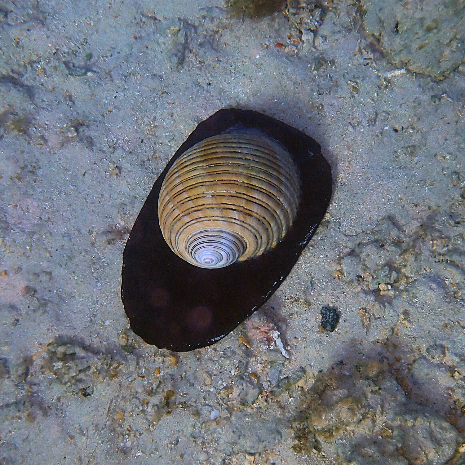 The black-mouthed tun snail – diary of an egg mass — Norfolk Island's Reef