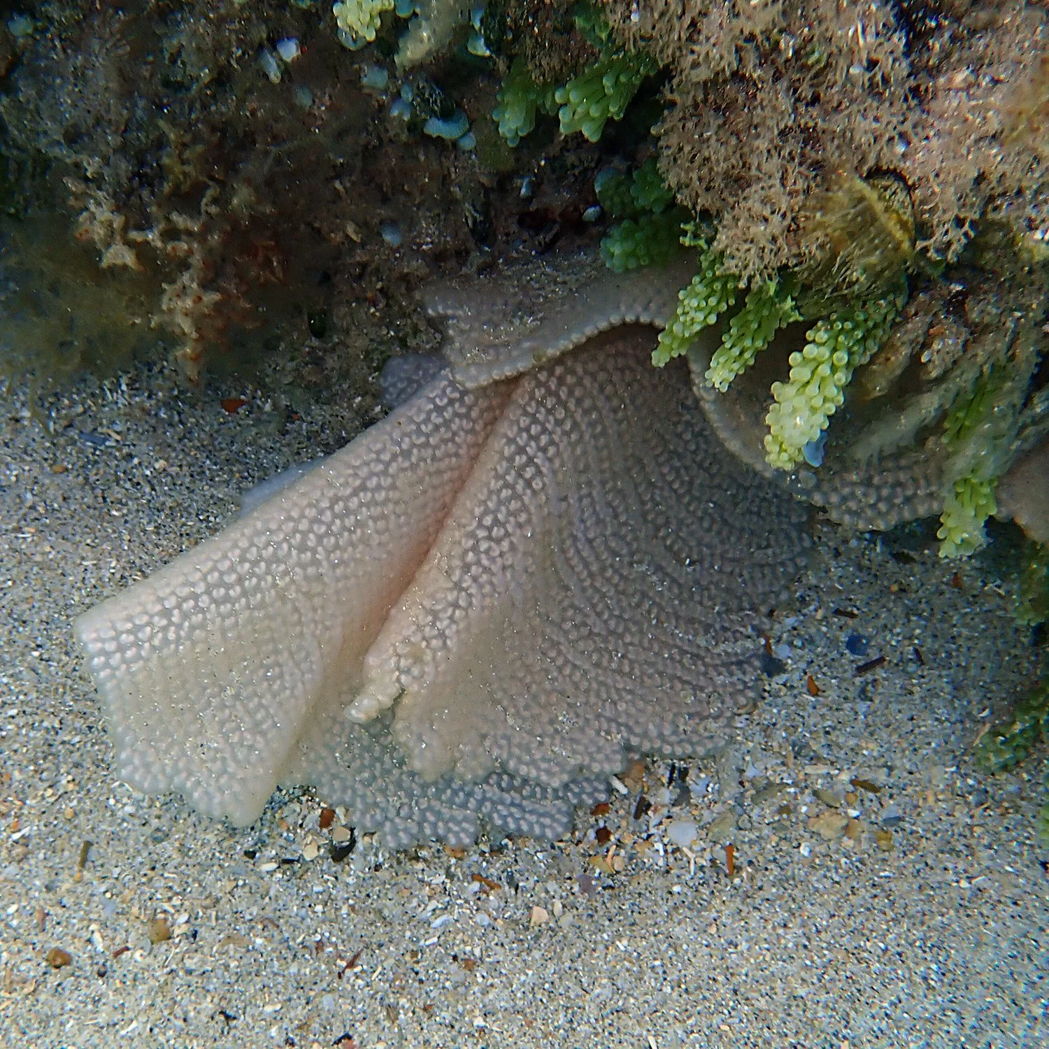 The black-mouthed tun snail – diary of an egg mass — Norfolk Island's Reef