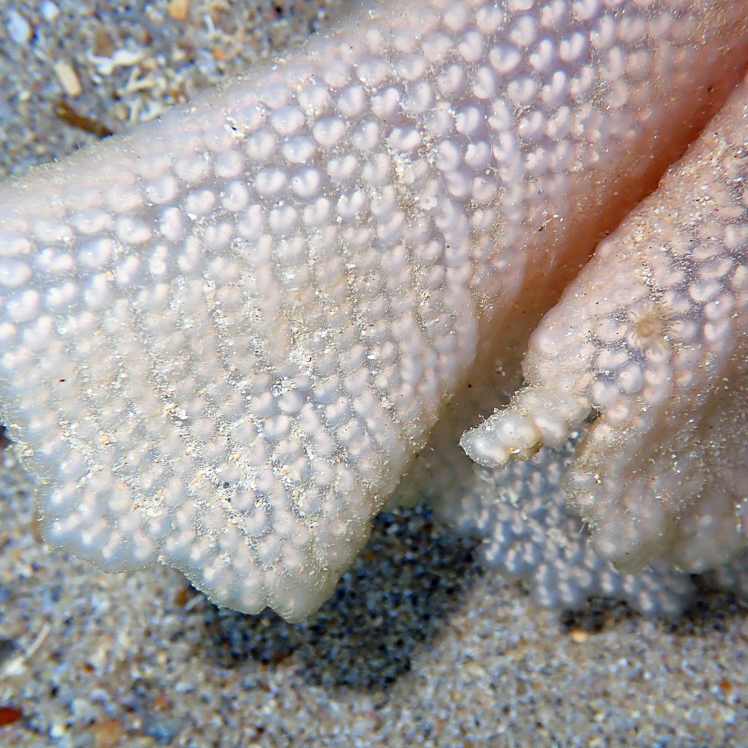 The black-mouthed tun snail – diary of an egg mass — Norfolk Island's Reef