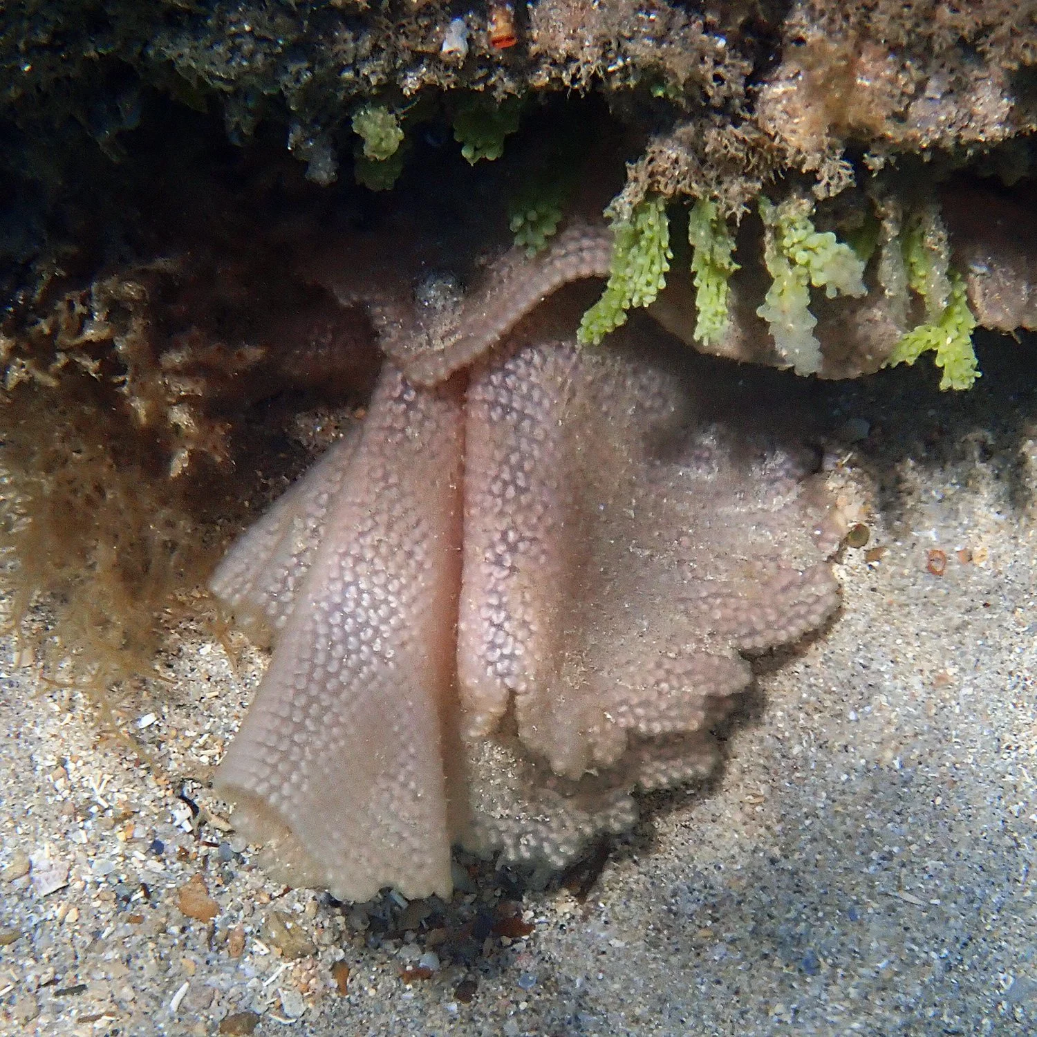 The black-mouthed tun snail – diary of an egg mass — Norfolk Island's Reef