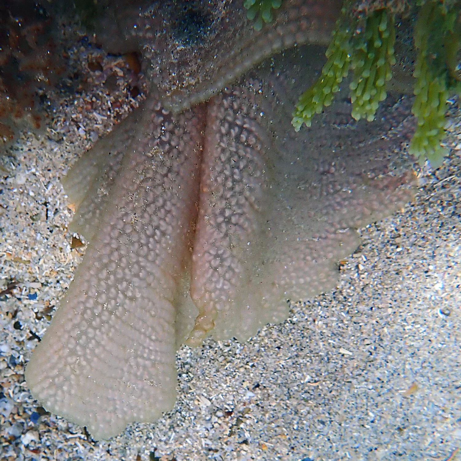 The black-mouthed tun snail – diary of an egg mass — Norfolk Island's Reef