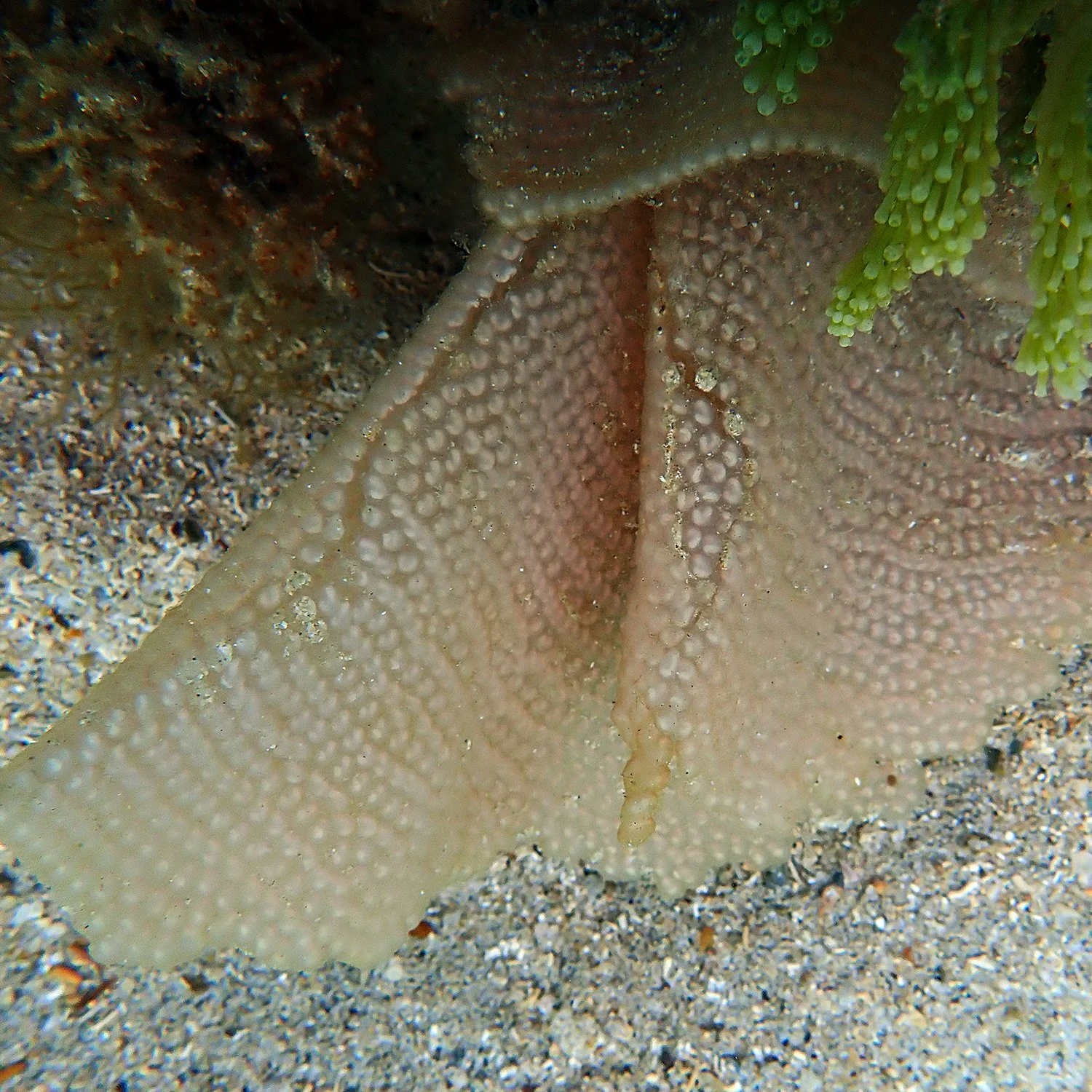 The black-mouthed tun snail – diary of an egg mass — Norfolk Island's Reef