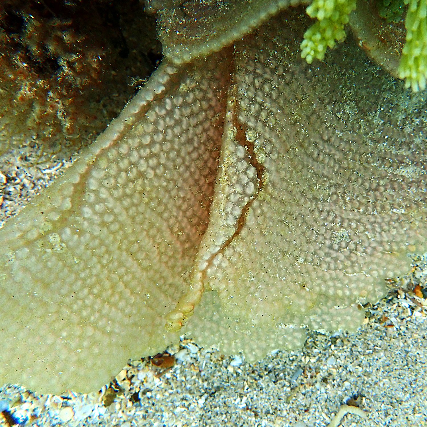 The black-mouthed tun snail – diary of an egg mass — Norfolk Island's Reef