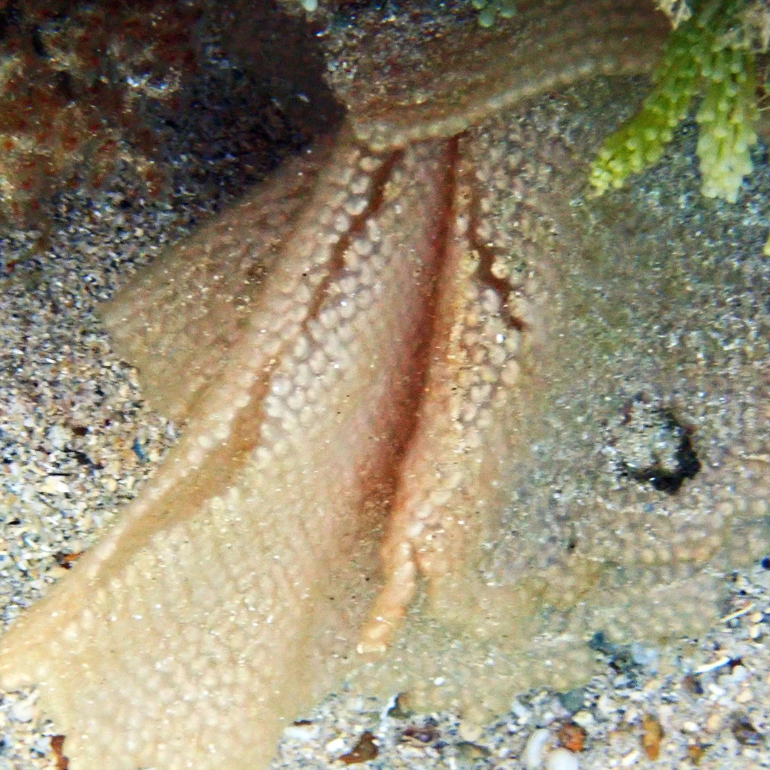 The black-mouthed tun snail – diary of an egg mass — Norfolk Island's Reef