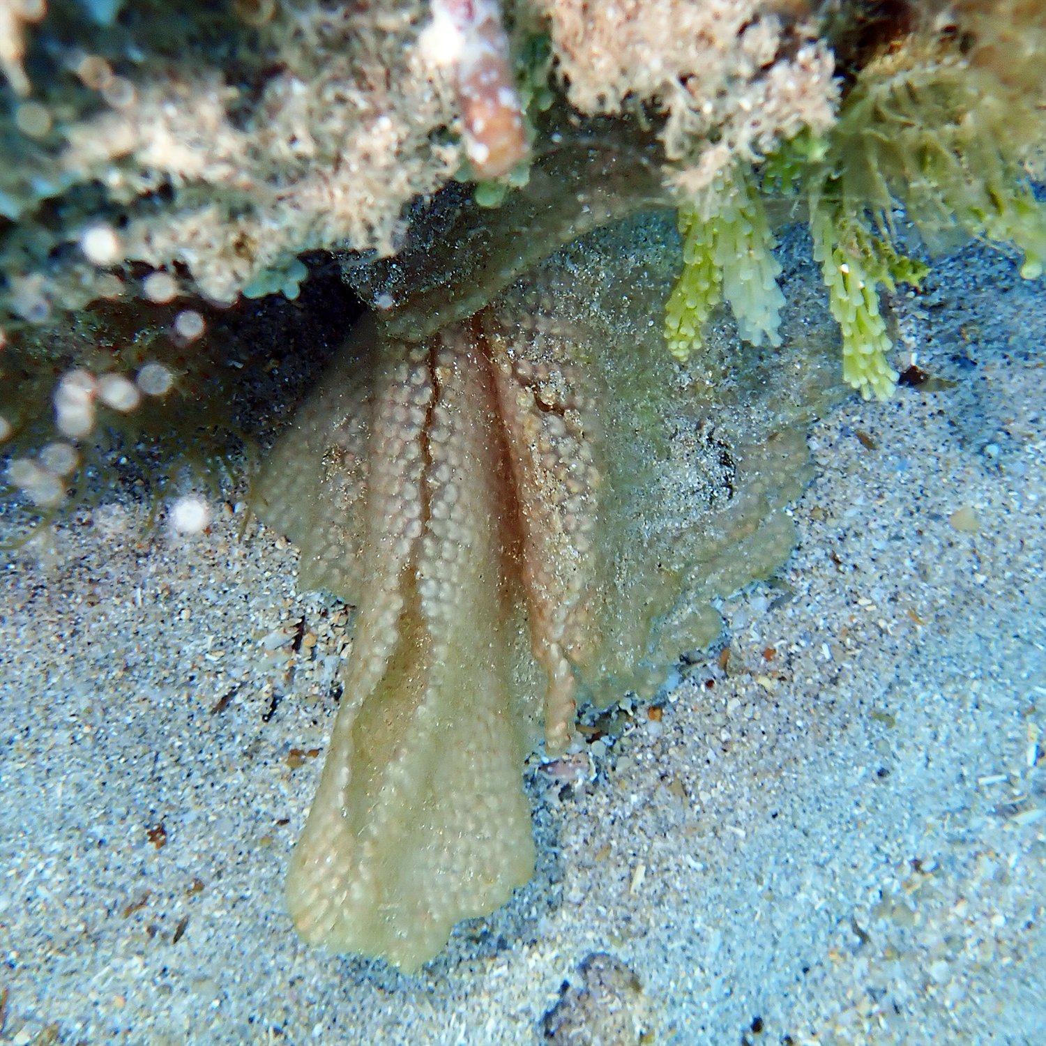 The black-mouthed tun snail – diary of an egg mass — Norfolk Island's Reef