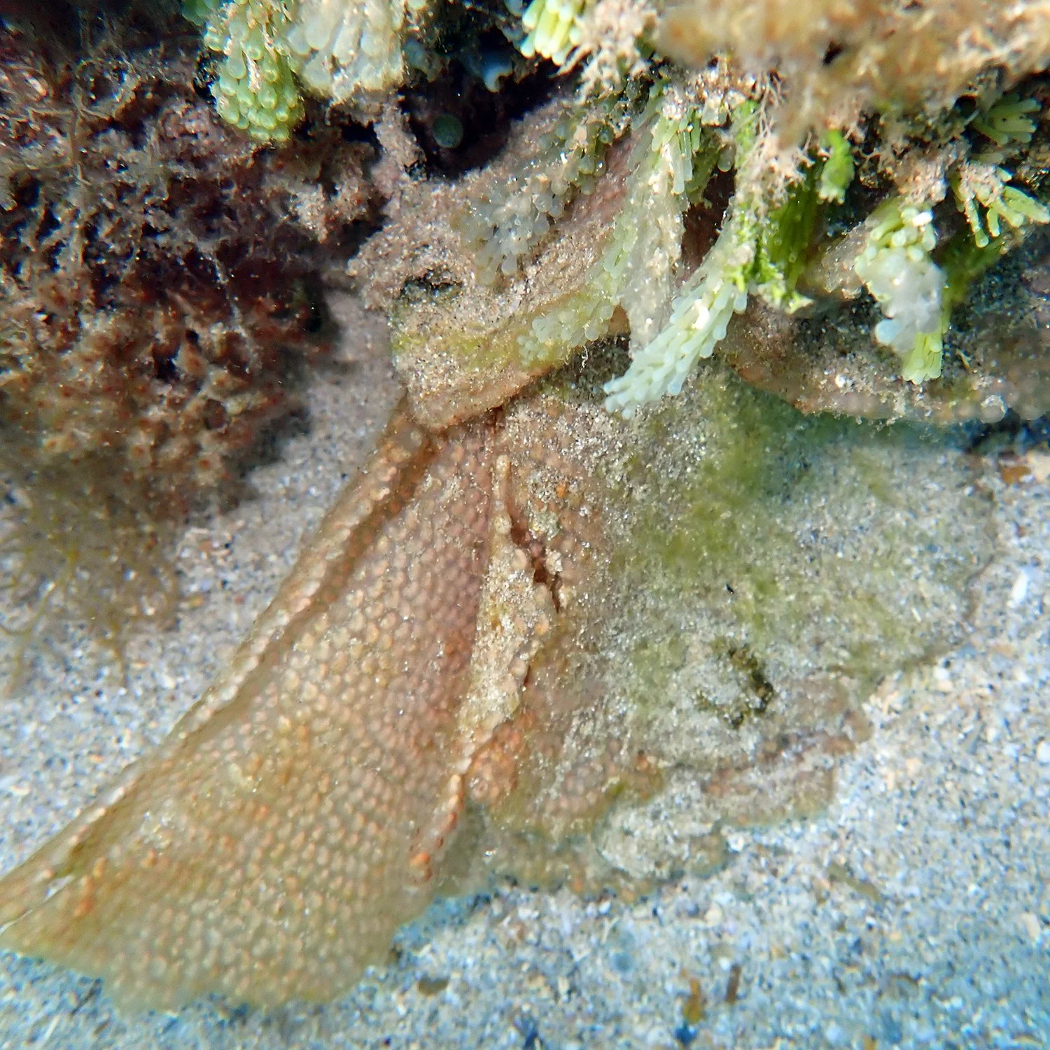 The black-mouthed tun snail – diary of an egg mass — Norfolk Island's Reef