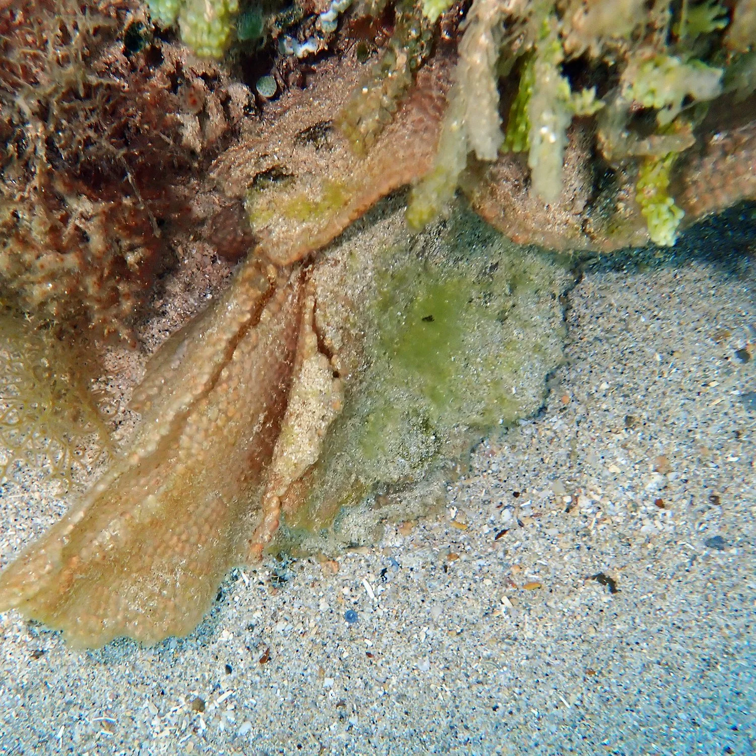 The black-mouthed tun snail – diary of an egg mass — Norfolk Island's Reef