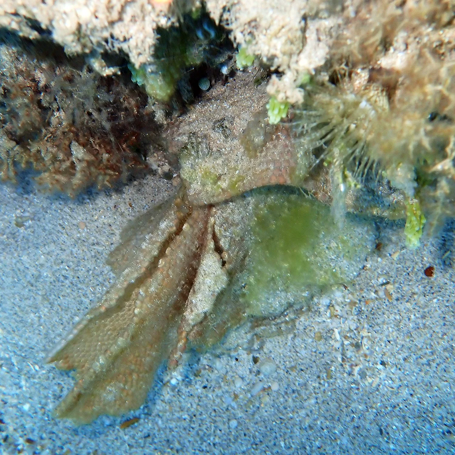 The black-mouthed tun snail – diary of an egg mass — Norfolk Island's Reef