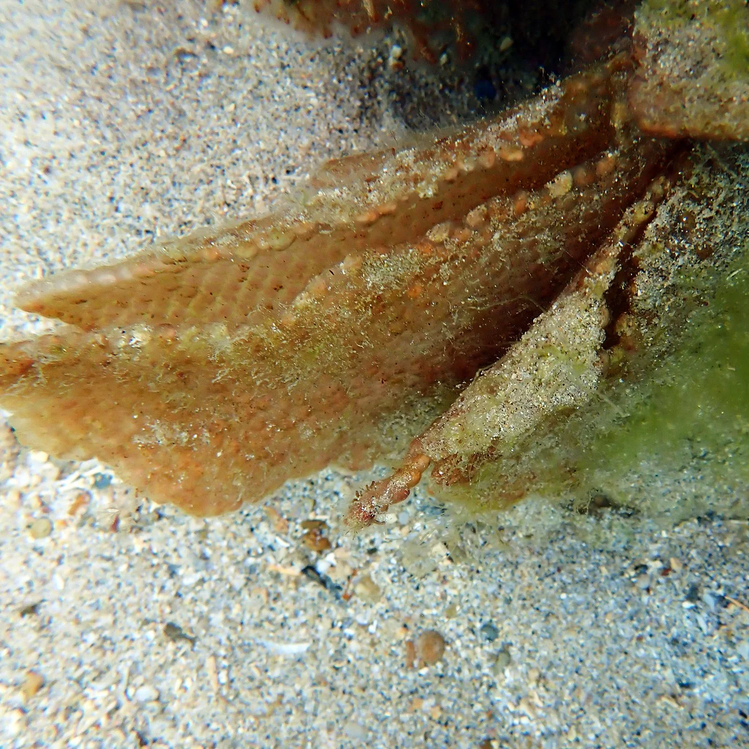 The black-mouthed tun snail – diary of an egg mass — Norfolk Island's Reef