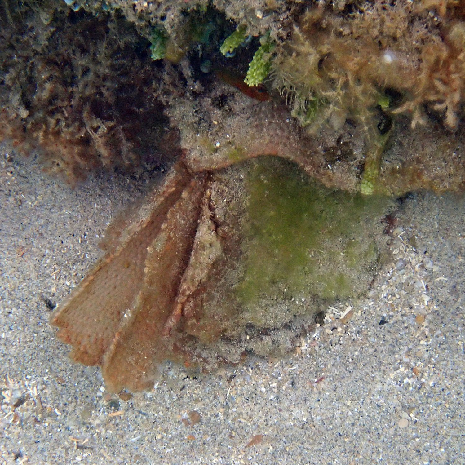 The black-mouthed tun snail – diary of an egg mass — Norfolk Island's Reef