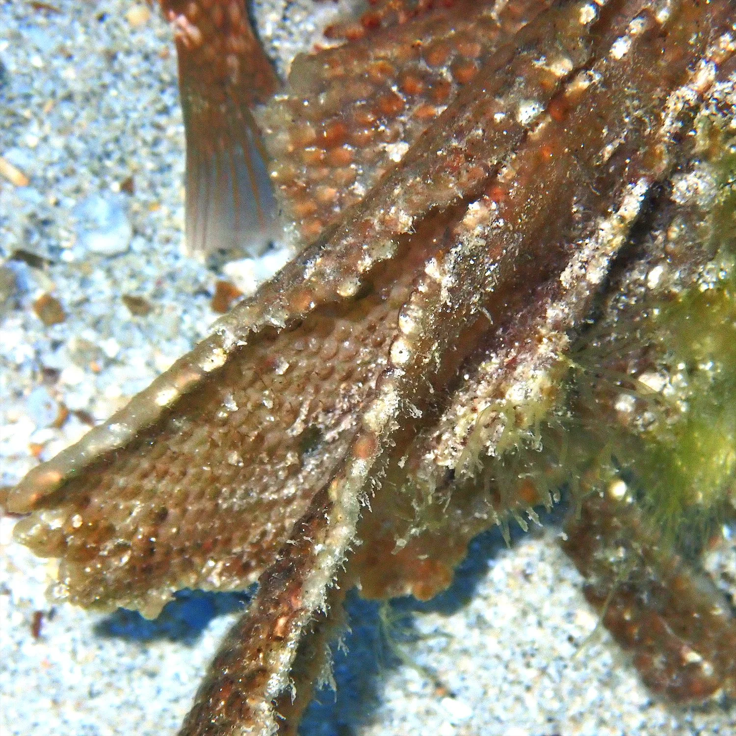 The black-mouthed tun snail – diary of an egg mass — Norfolk Island's Reef