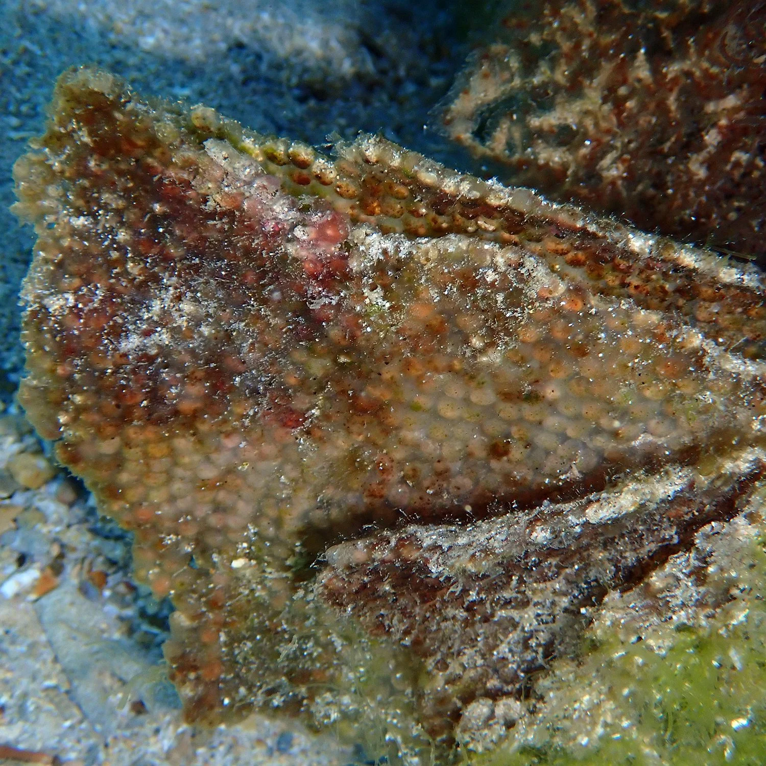 The black-mouthed tun snail – diary of an egg mass — Norfolk Island's Reef