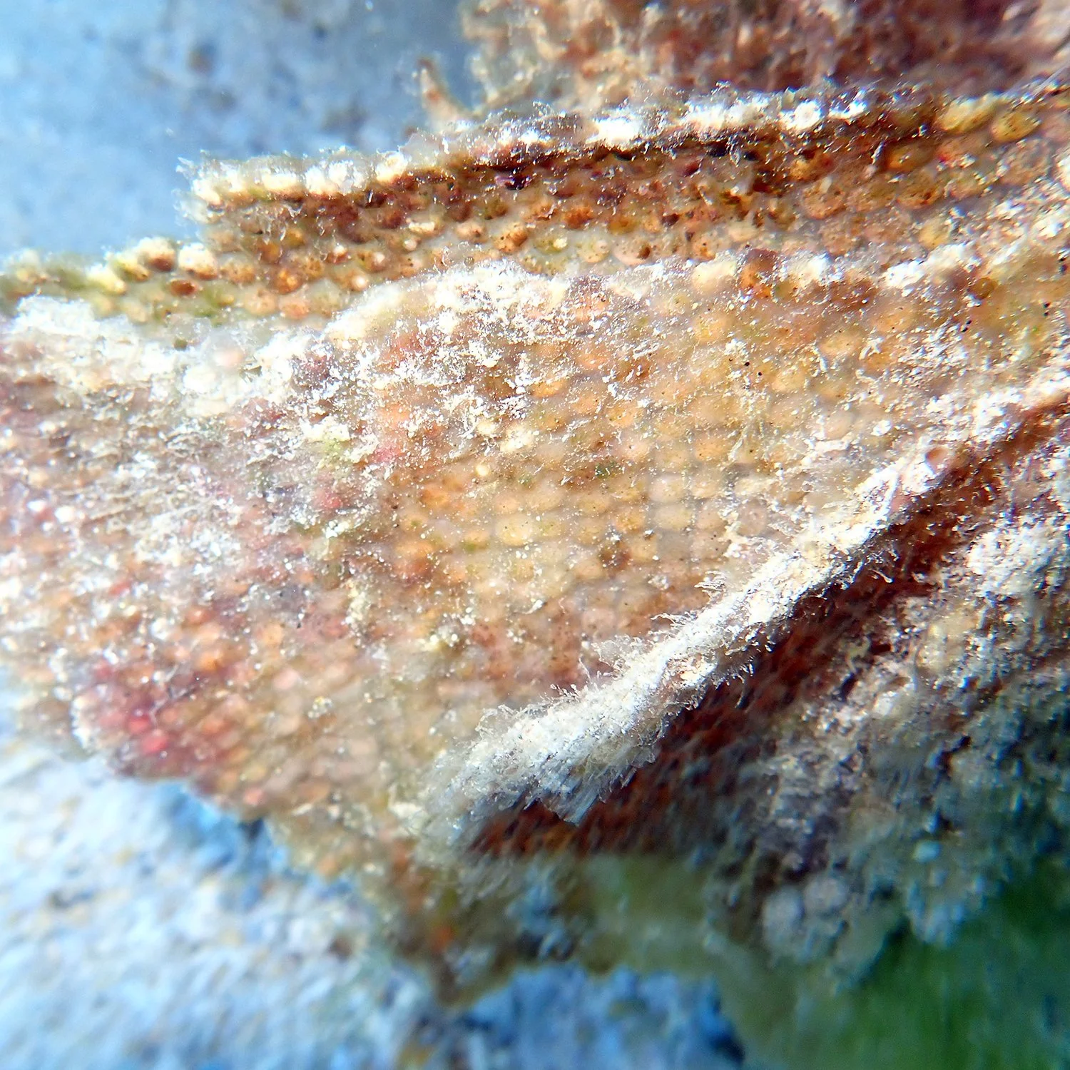 The black-mouthed tun snail – diary of an egg mass — Norfolk Island's Reef