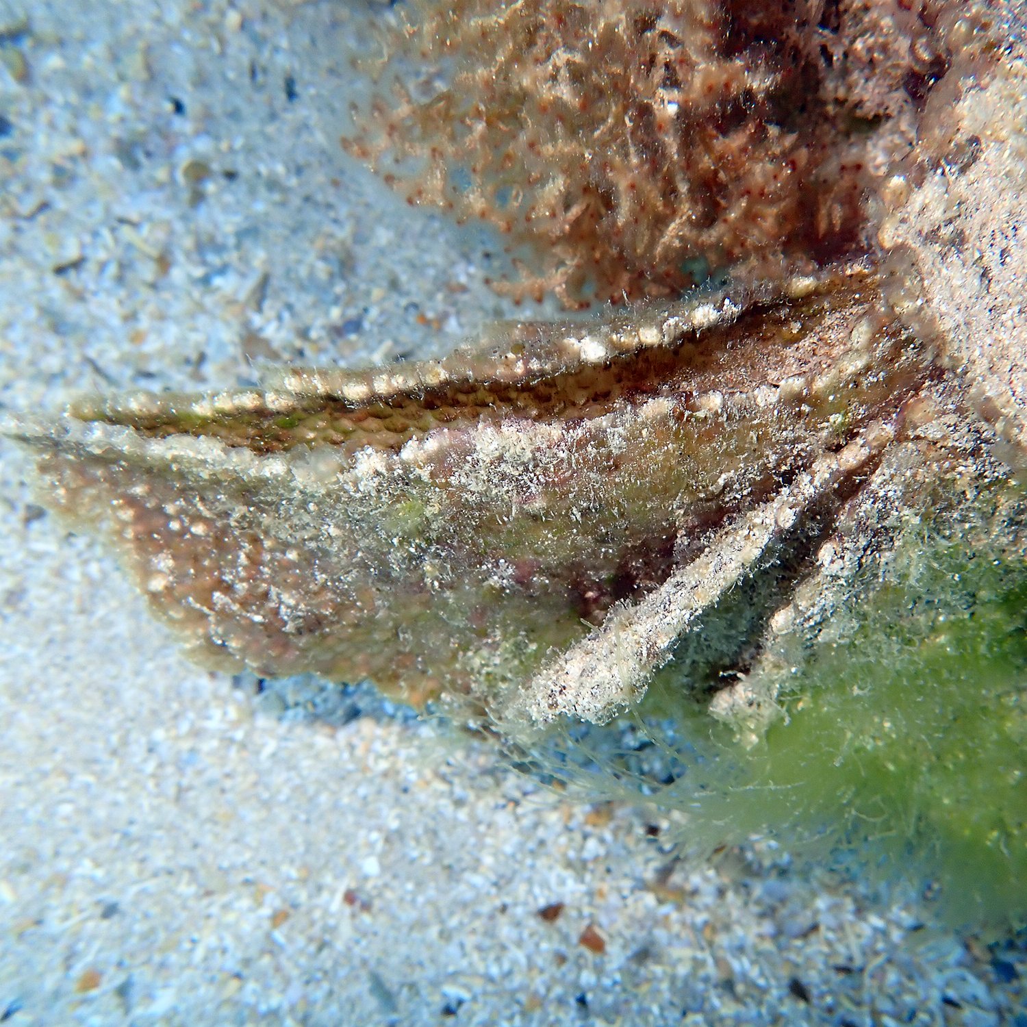 The black-mouthed tun snail – diary of an egg mass — Norfolk Island's Reef