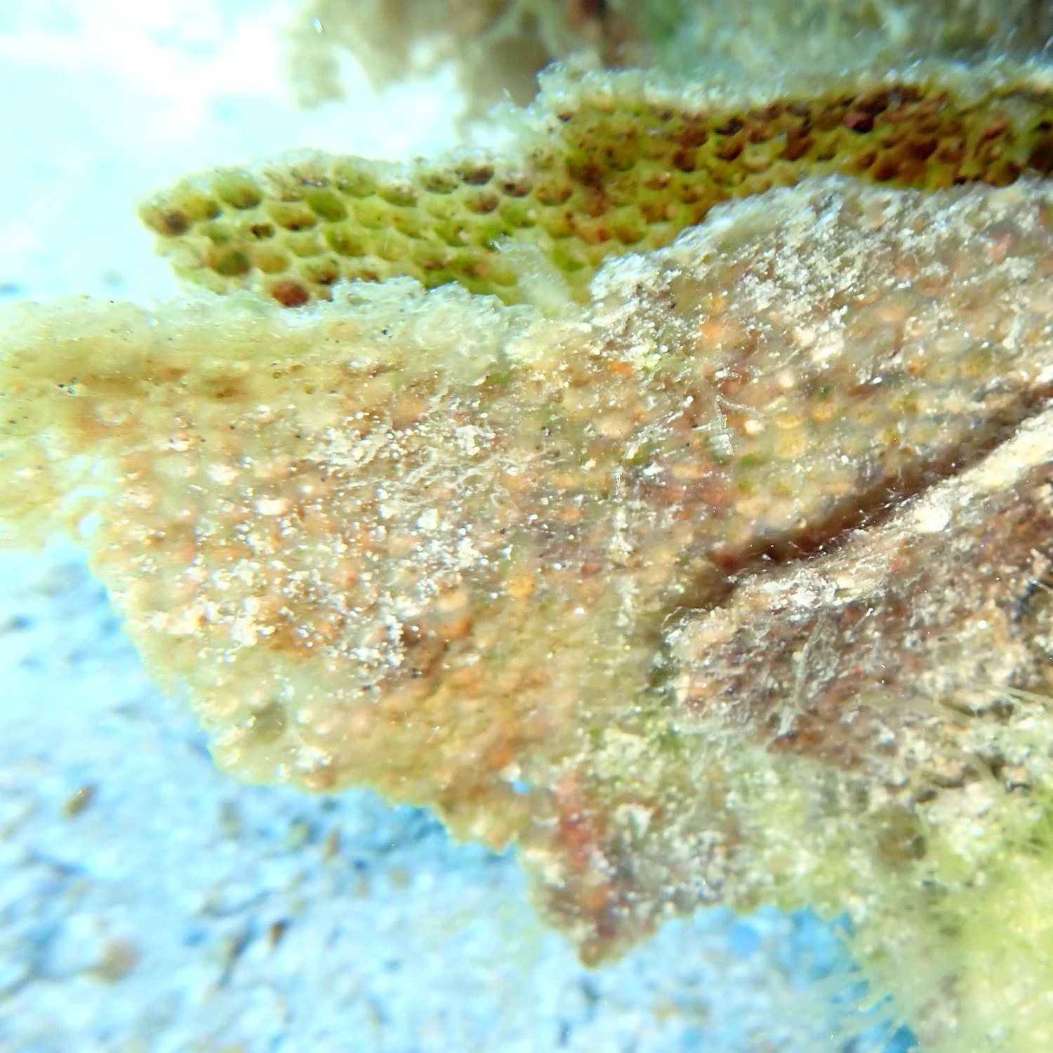 The black-mouthed tun snail – diary of an egg mass — Norfolk Island's Reef