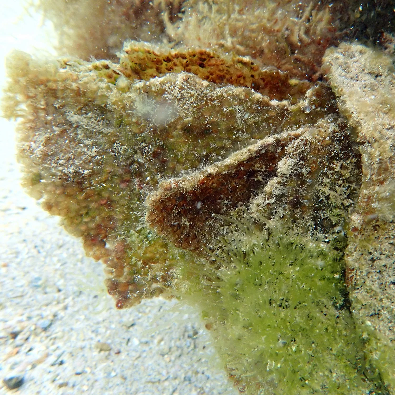 The black-mouthed tun snail – diary of an egg mass — Norfolk Island's Reef