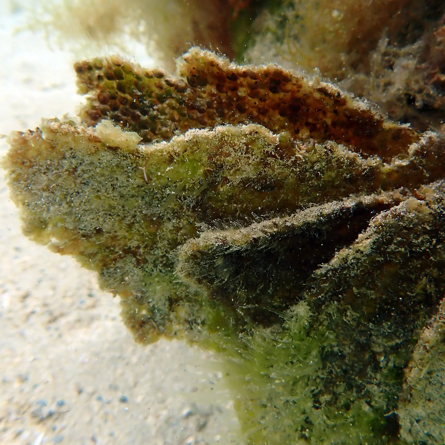 The black-mouthed tun snail – diary of an egg mass — Norfolk Island's Reef