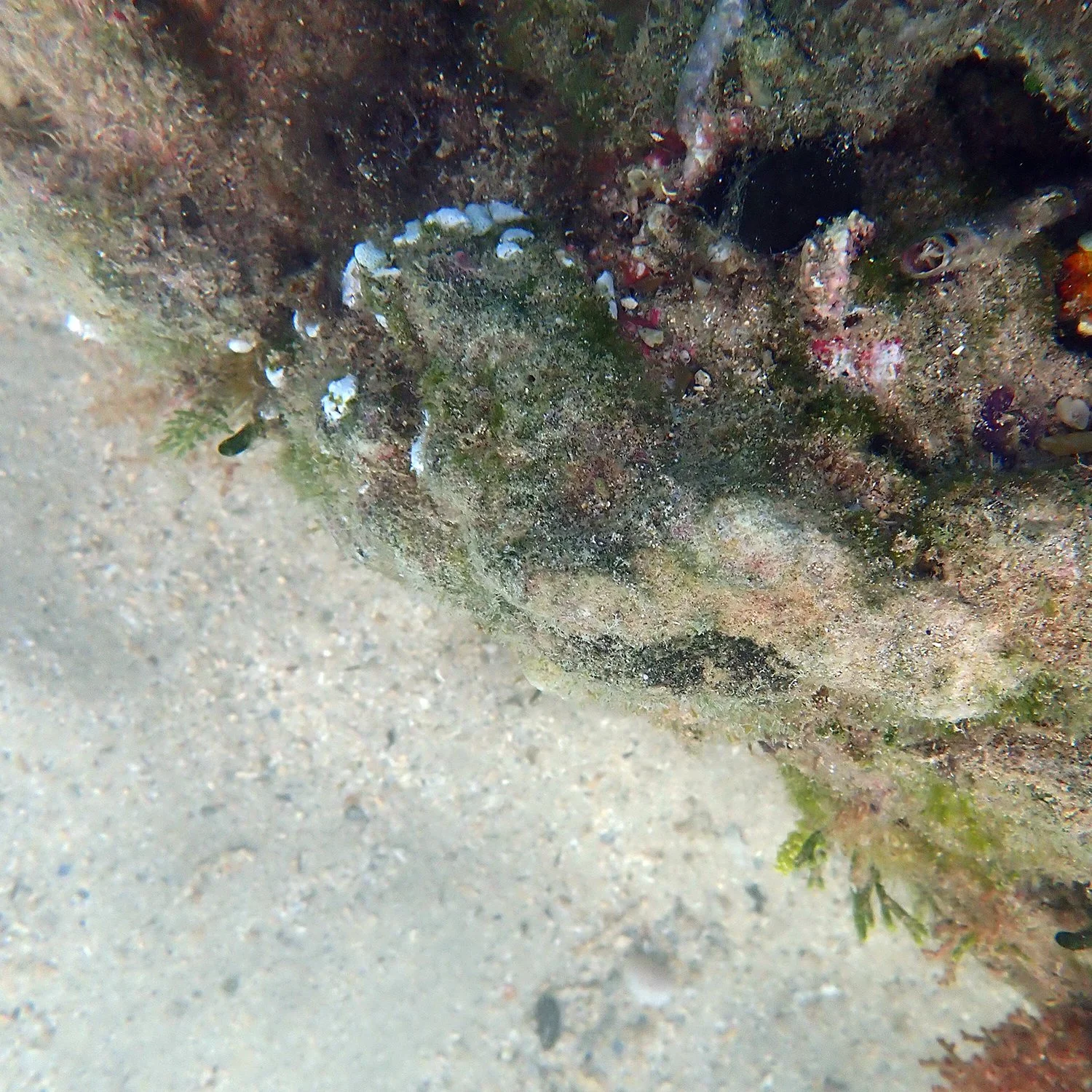 The black-mouthed tun snail – diary of an egg mass — Norfolk Island's Reef