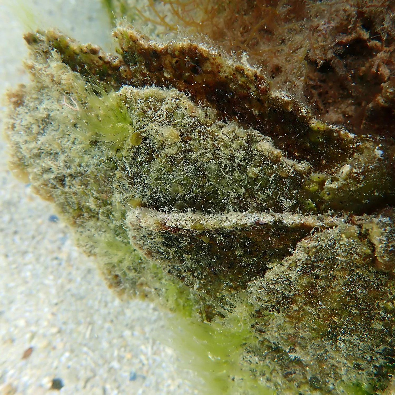 The black-mouthed tun snail – diary of an egg mass — Norfolk Island's Reef