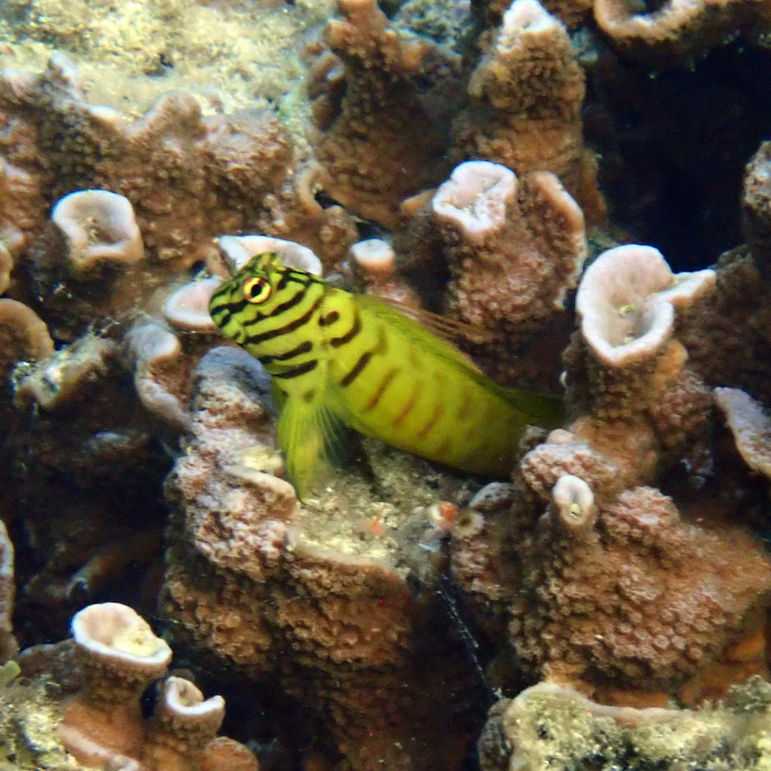 Norfolk Island's Reef Fish