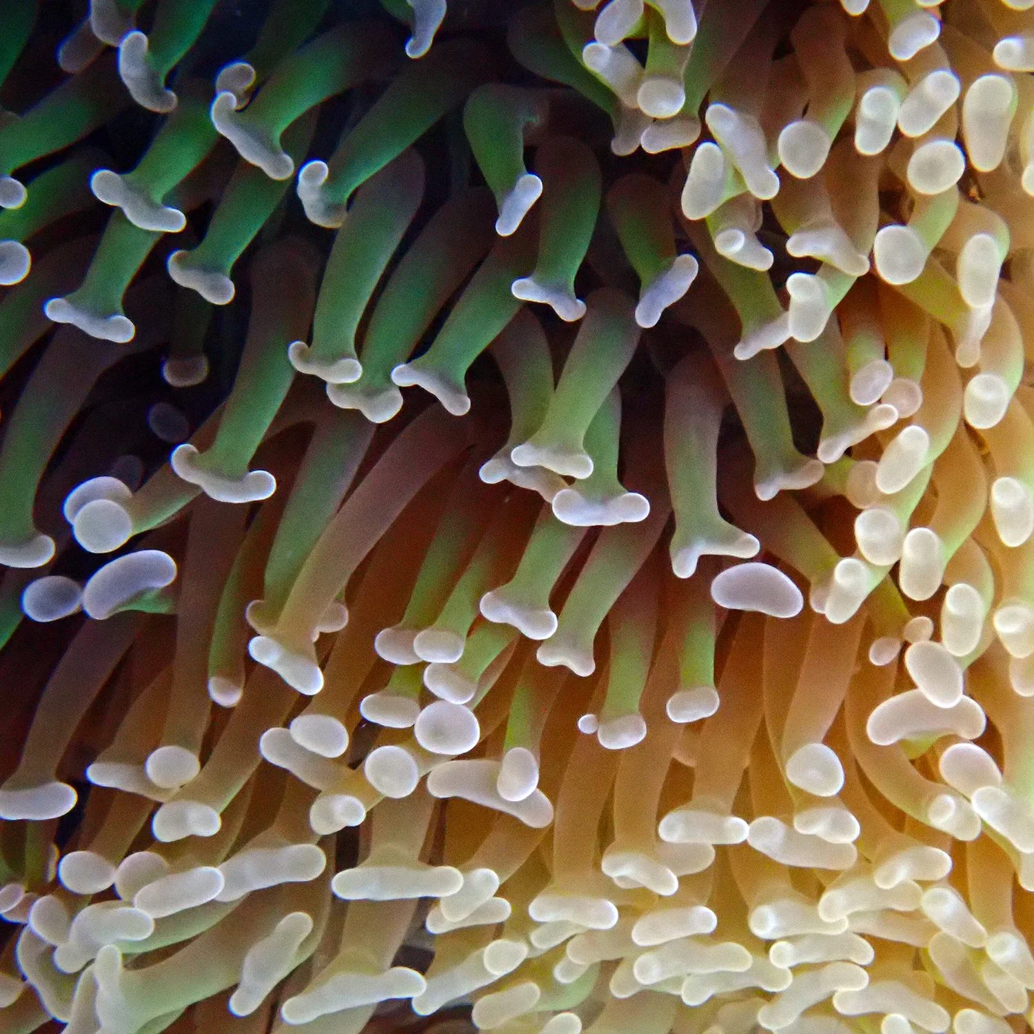 A tale of two corals — Norfolk Island's Reef