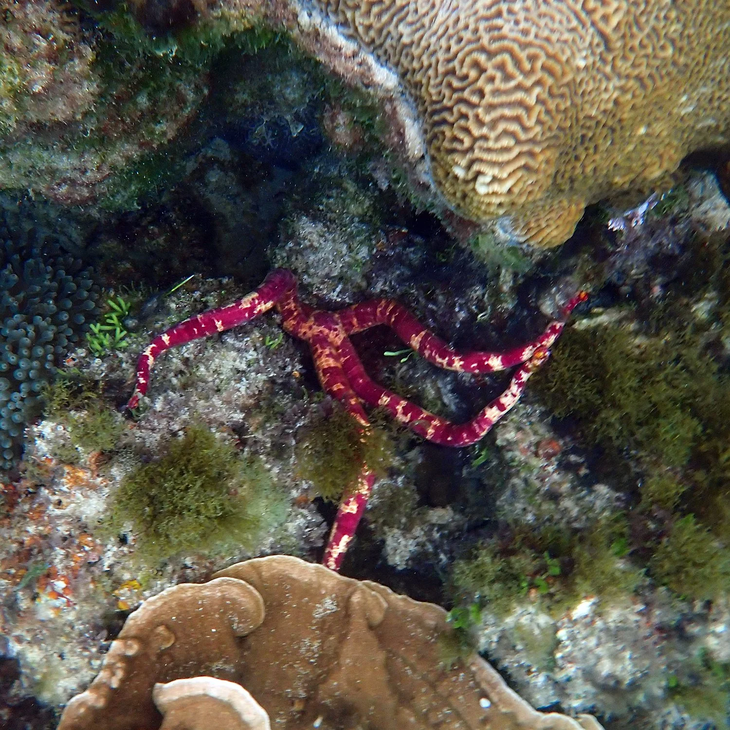 Norfolk Island's Sea stars