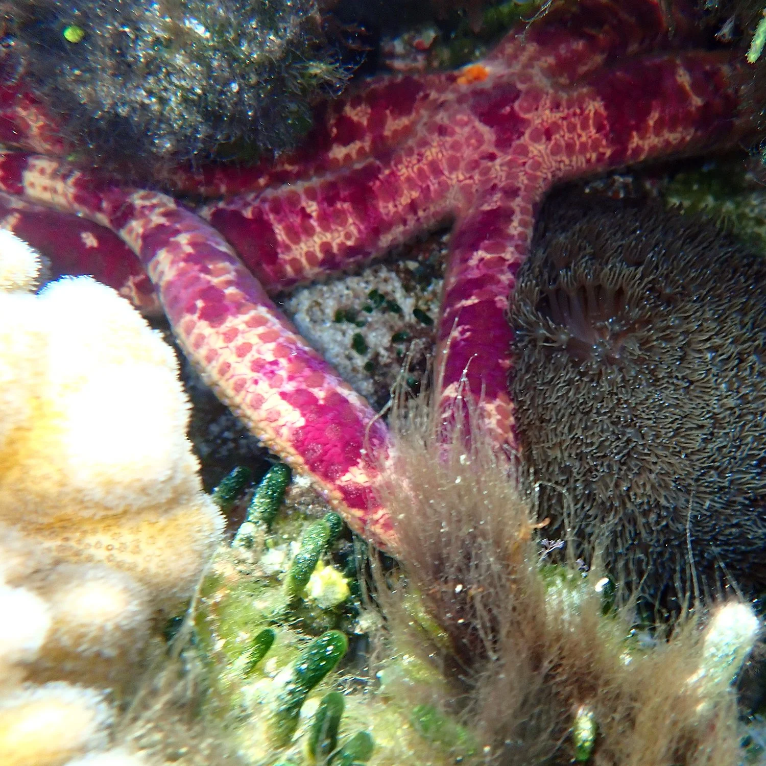 Norfolk Island's Sea stars