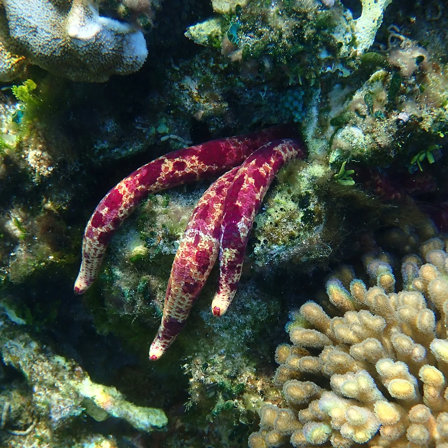 Norfolk Island's Sea stars
