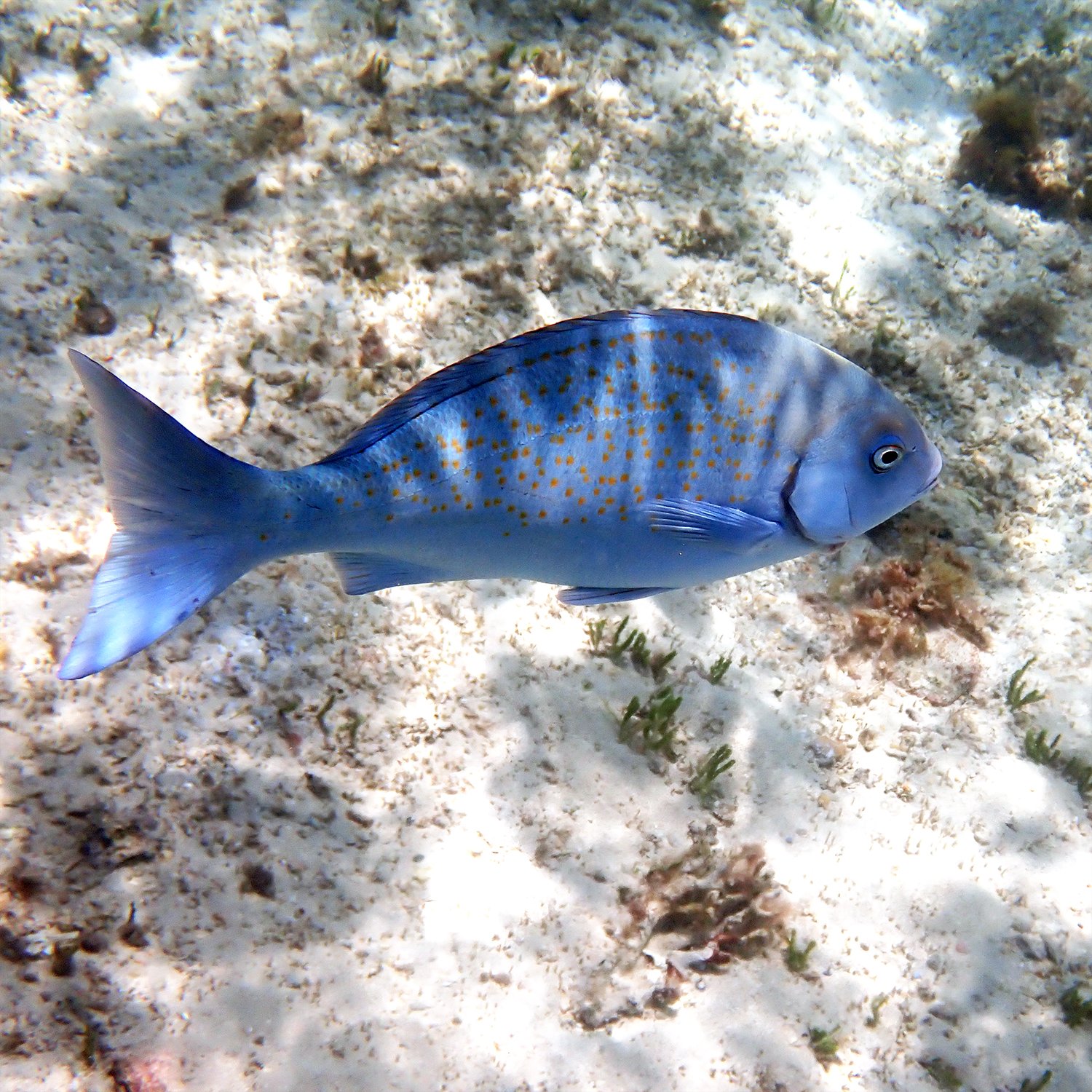 Norfolk Island's Reef Fish