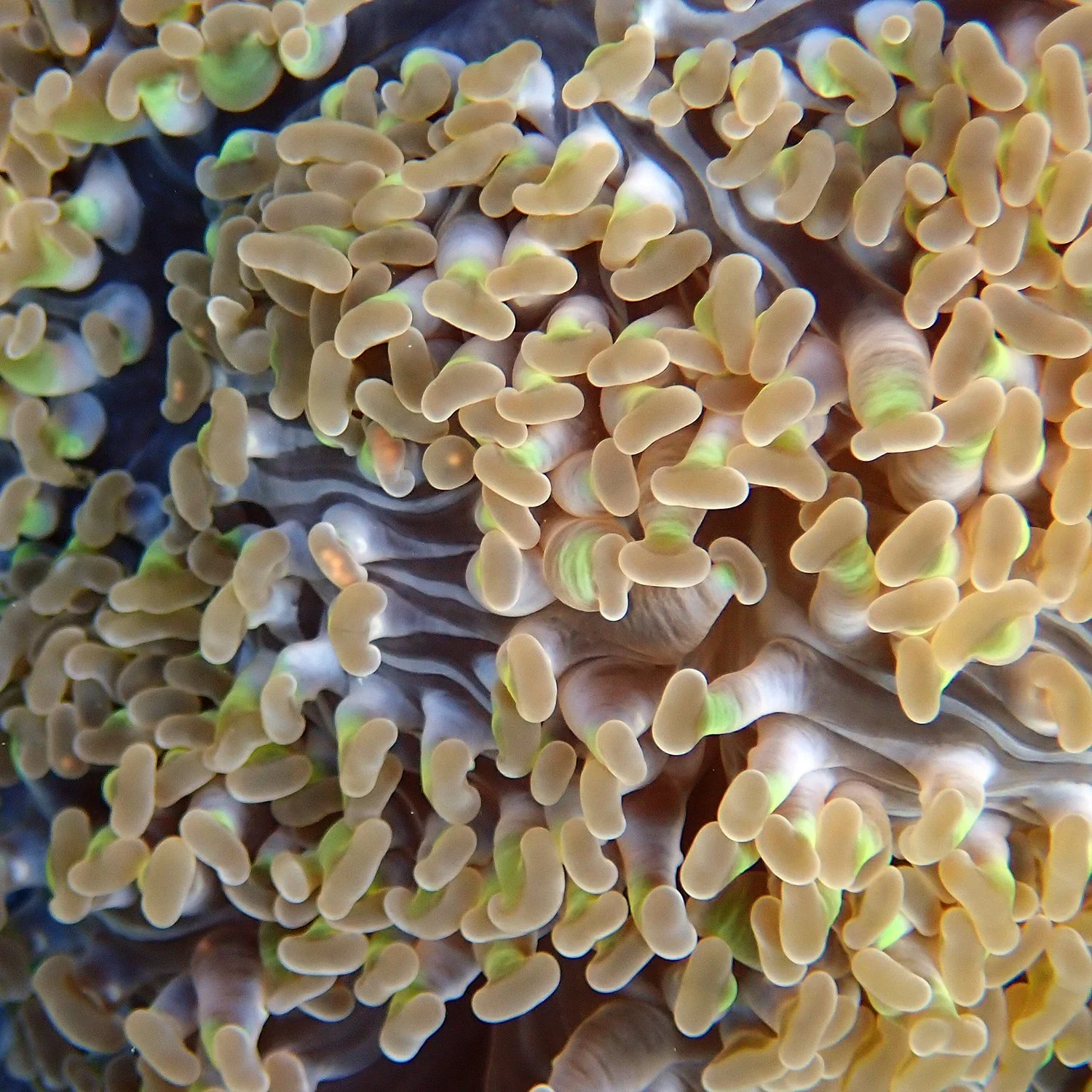 A tale of two corals — Norfolk Island's Reef